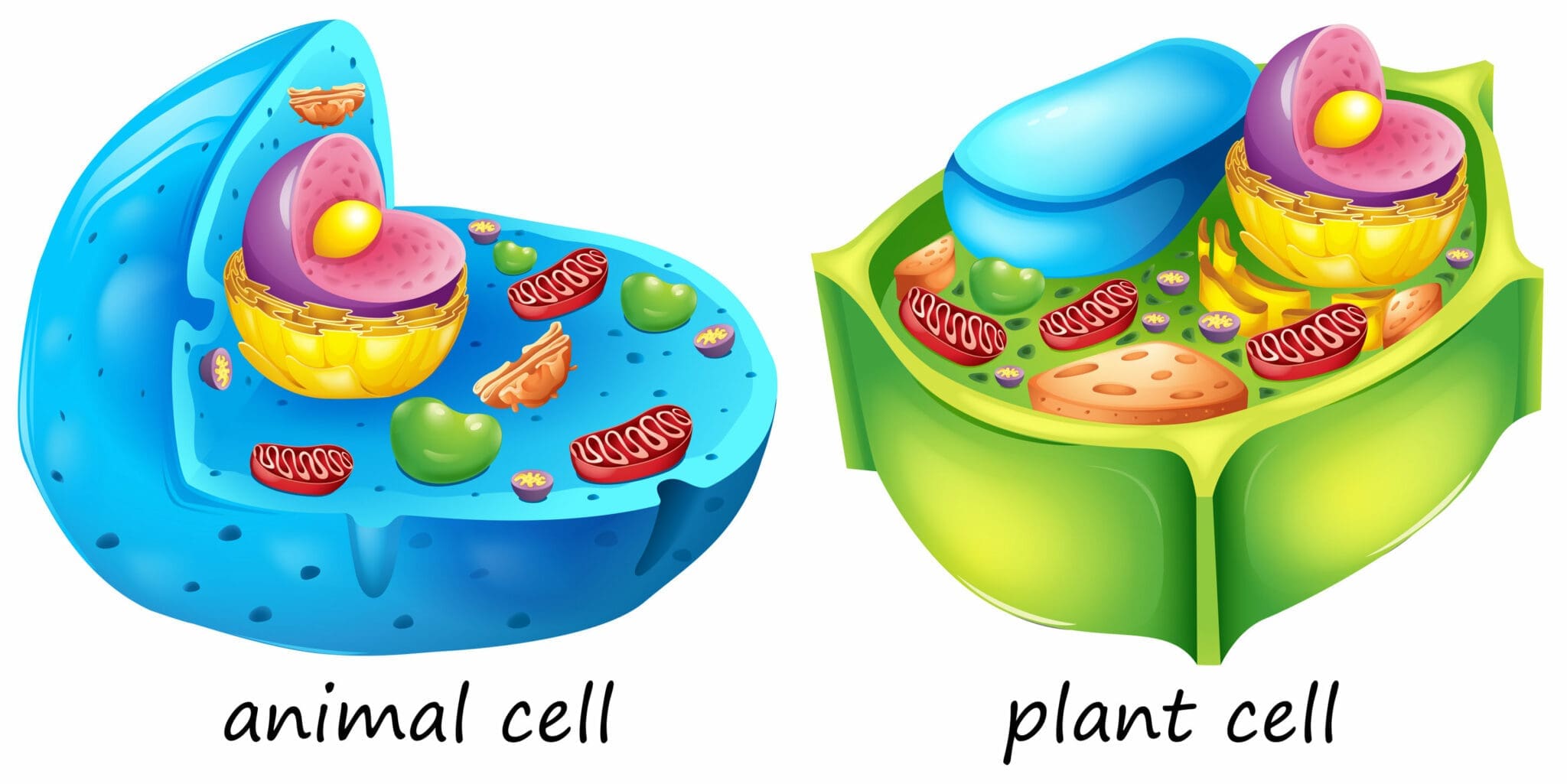 Different Types Of Cells | Animal & Plant Cells | Structure & Differences